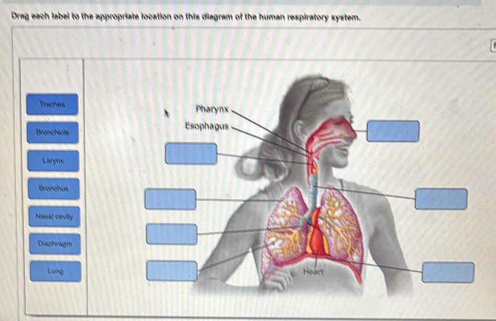 Solved: Drag each label to the appropriate location on this diagram of ...