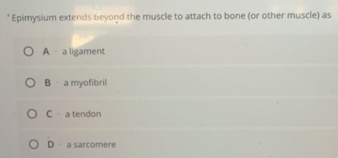 Solved: Epimysium extends beyond the muscle to attach to bone (or other ...