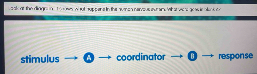 Solved: Look at the diagram. It shows what happens in the human nervous system. What word goes ...