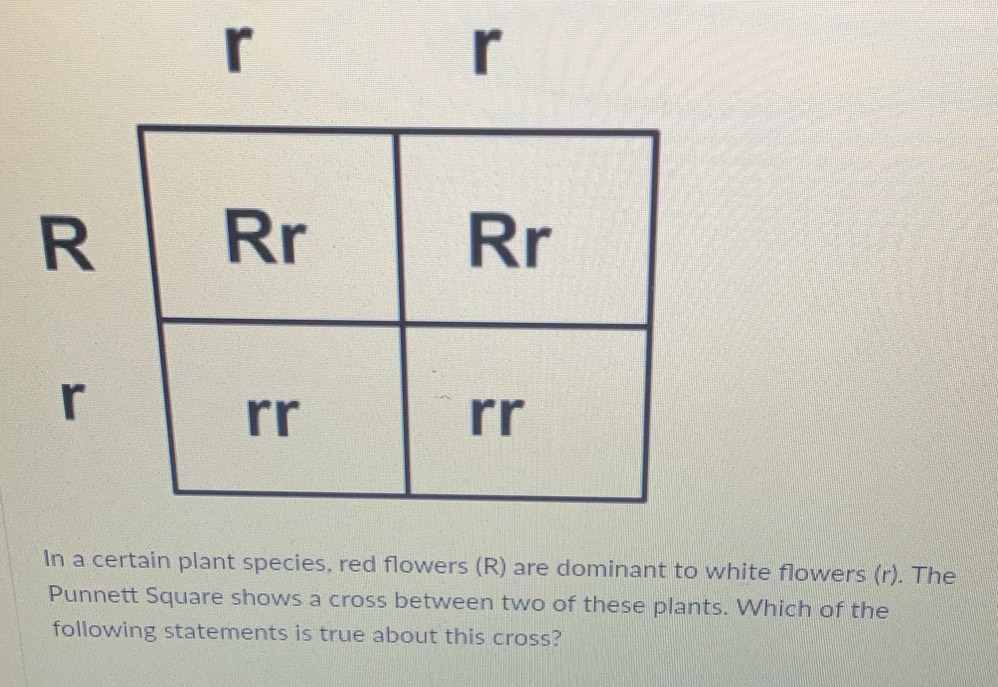 Solved: r r R r In a certain plant species, red flowers (R) are ...