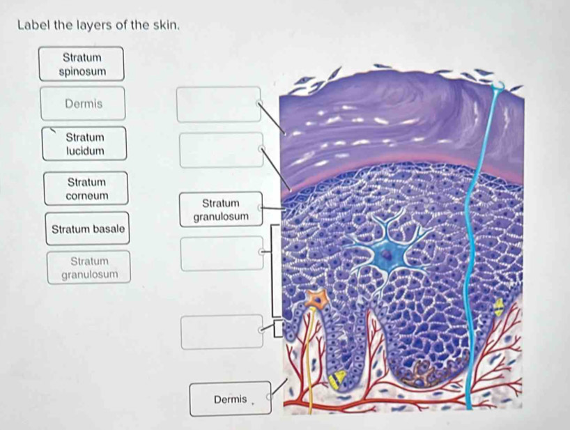 Solved: Label the layers of the skin. Stratum spinosum Dermis Stratum ...