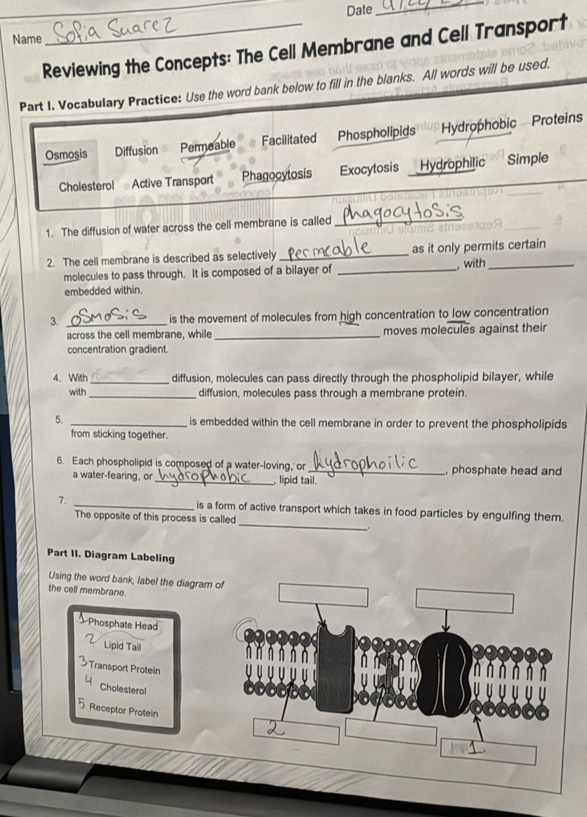 Solved: Date _ Name Reviewing the Concepts: The Cell Membrane and Cell Transport Part I ...