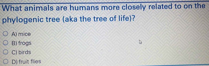 Solved: What animals are humans more closely related to on the ...