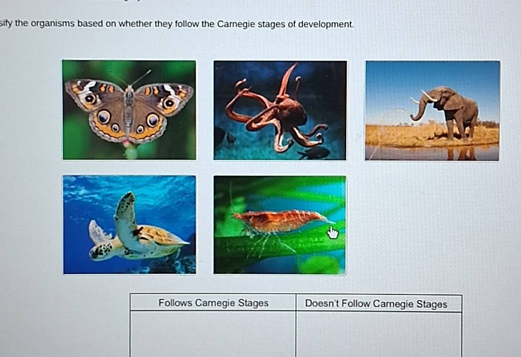 Gelöst:sify the organisms based on whether they follow the Carnegie ...