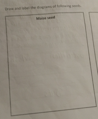 Solved: Draw and label the diagrams of following seeds. Maize seed [Others]