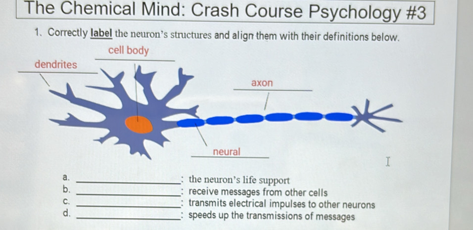 Solved: The Chemical Mind: Crash Course Psychology #3 1. Correctly ...
