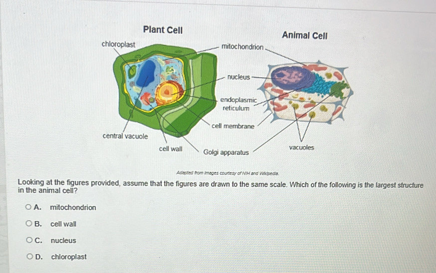 Solved: Plant Cell Adapted from Images courtesy of NIH and Wikipedia ...