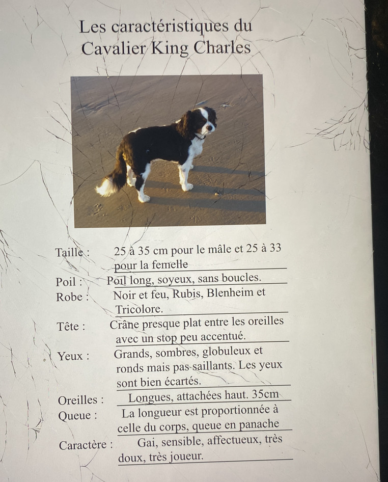 Résolu :Les caractéristiques du Cavalier King Charles Taille : 25 à 35 ...
