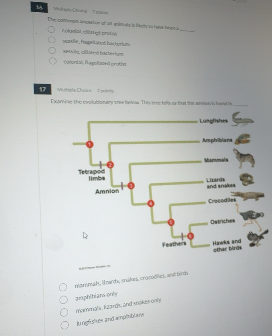 Solved: The common ancestor of all animals is likely to have been a ...