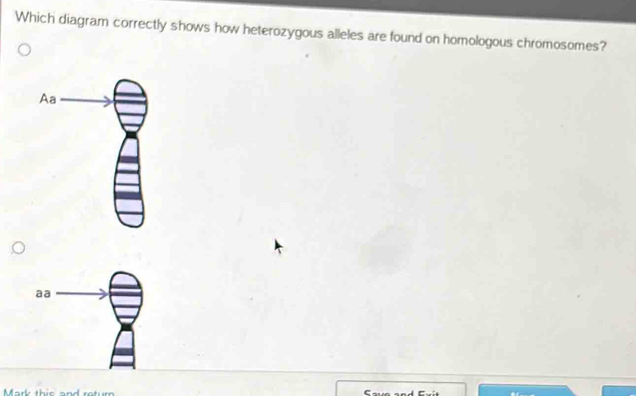 Solved: Which diagram correctly shows how heterozygous alleles are ...