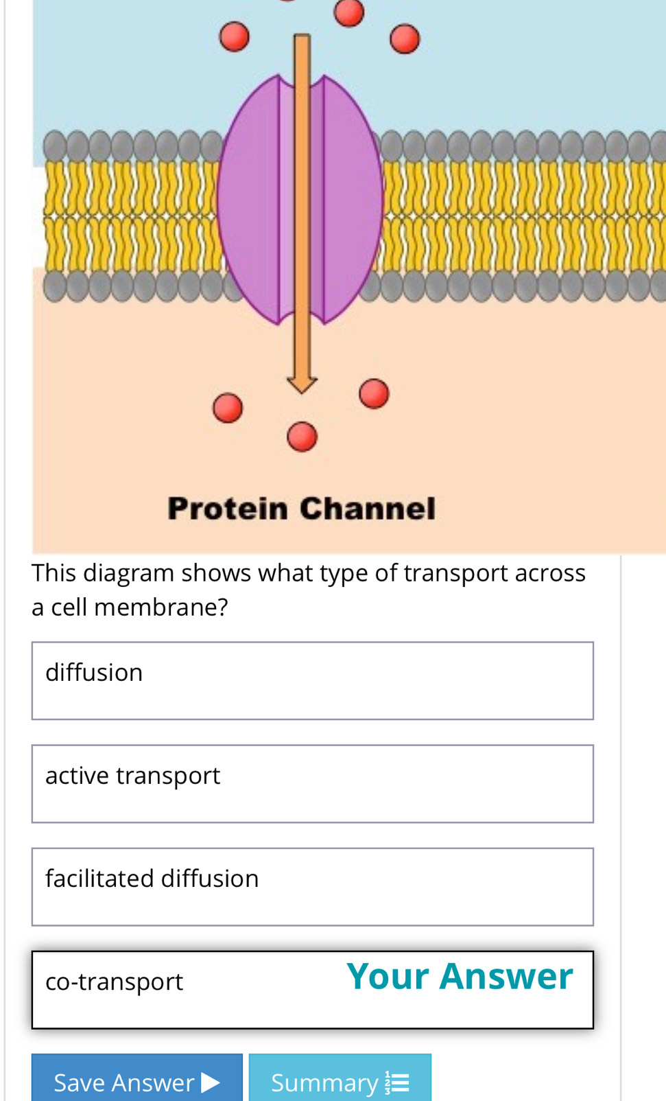 Solved: This diagram shows what type of transport across a cell ...