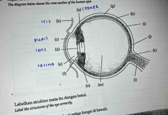 Selesai:The diagram below shows the cross section of the human eyes ...