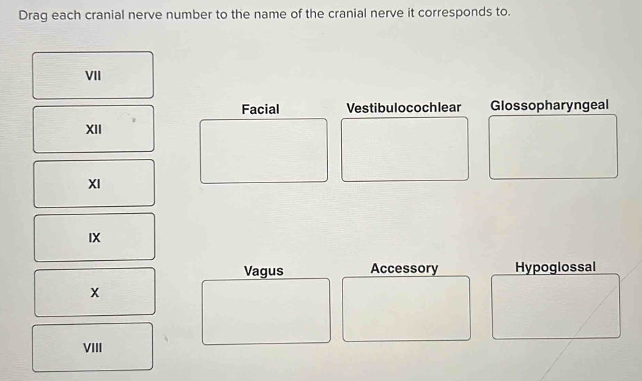 Solved: Drag each cranial nerve number to the name of the cranial nerve ...