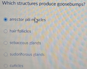 Solved: Which structures produce goosebumps? arrector pili mescles hair ...