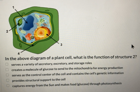 Solved: In the above diagram of a plant cell, what is the function of ...