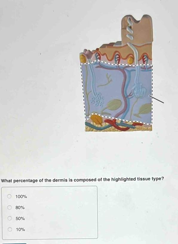 Solved: What percentage of the dermis is composed of the highlighted ...