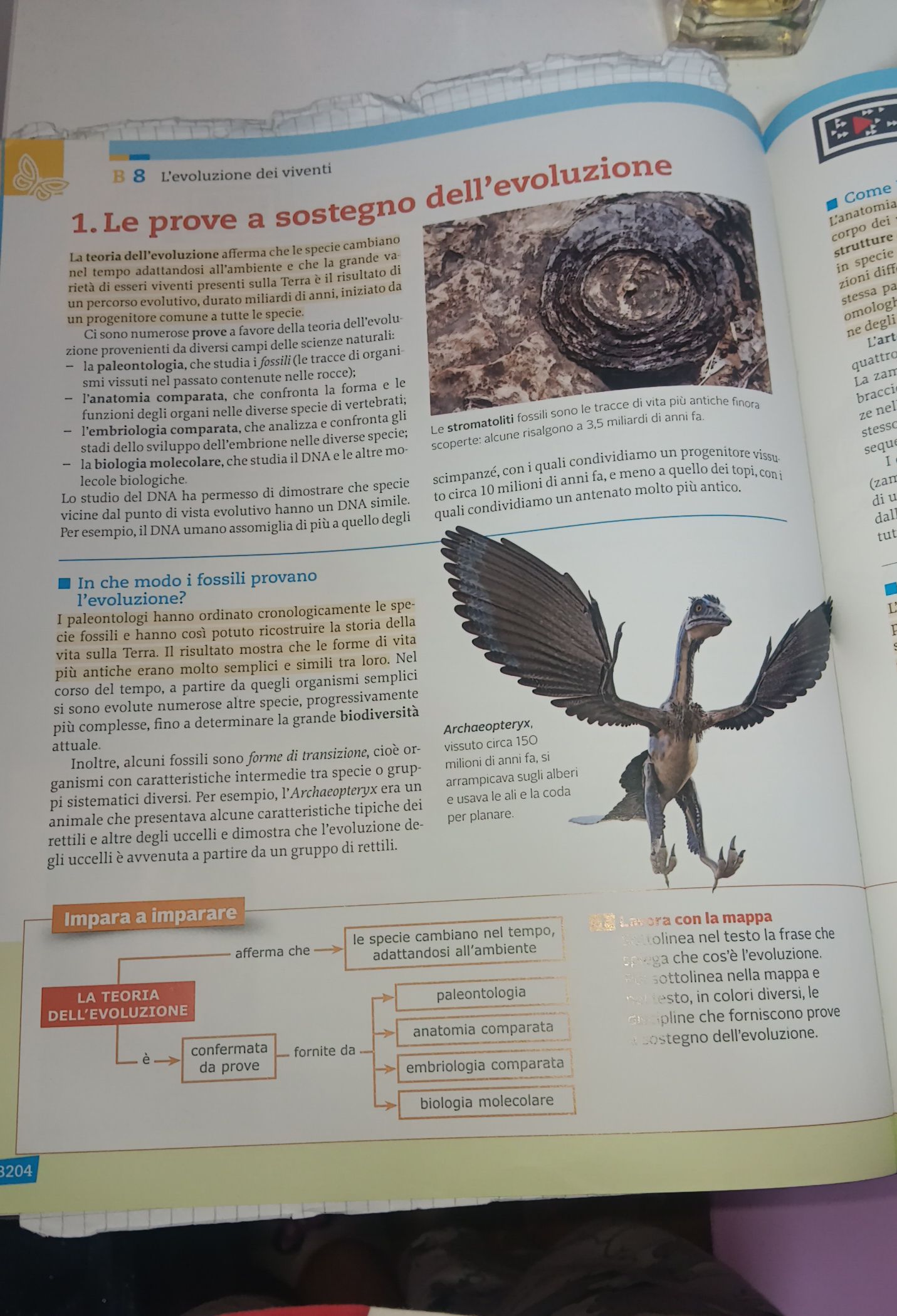 Risolto:L'evoluzione dei viventi 1. Le prove a sostegnoluzione * Come L ...