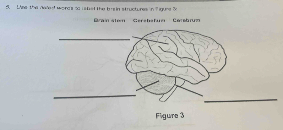Solved: Use the listed words to label the brain structures in Figure 3 ...