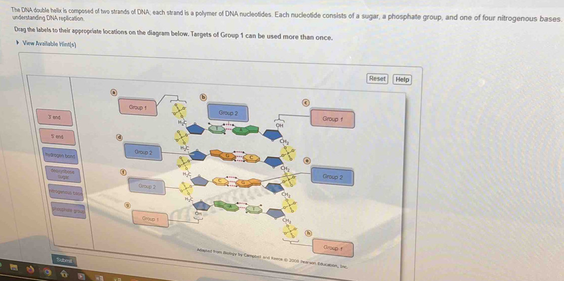 Solved: The DNA double helix is composed of two strands of DNA; each strand is a polymer of DNA ...