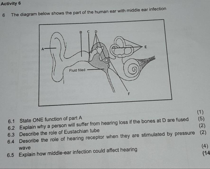 Solved: Activity 6 6 The diagram below shows the part of the human ear ...