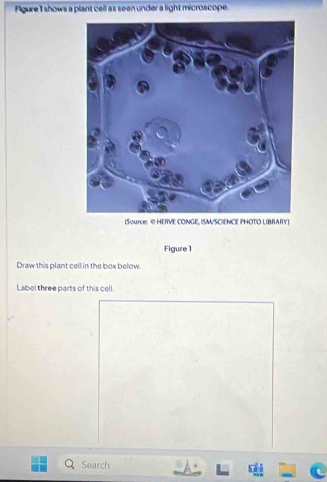 Solved: Figure T shows a plant cell as seen under a light microscope ...