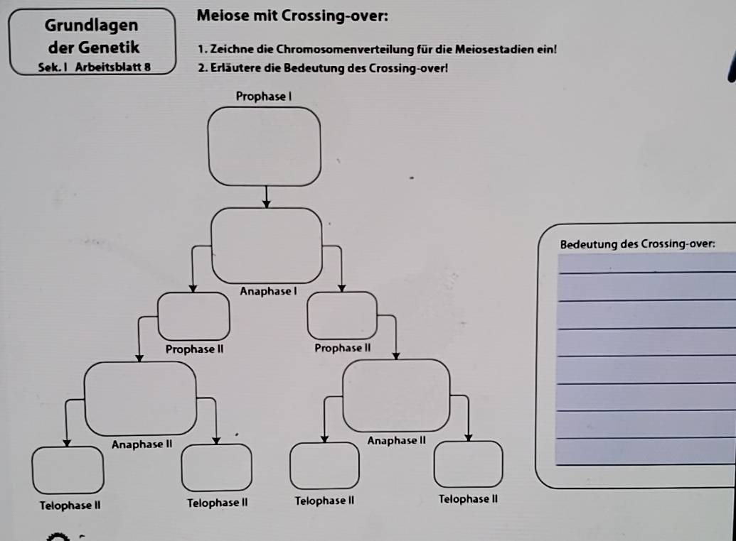 Gelöst:Grundlagen Meiose mit Crossing-over: der Genetik 1. Zeichne die ...