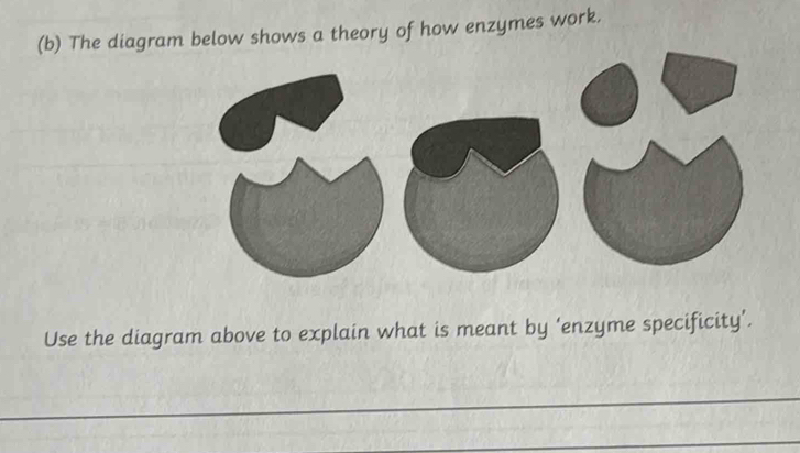 Solved: The diagram below shows a theory of how enzymes work. Use the ...