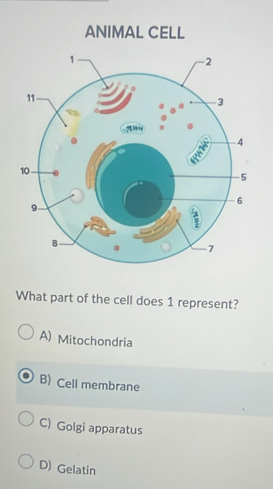 Solved: What part of the cell does 1 represent? A) Mitochondria B) Cell ...