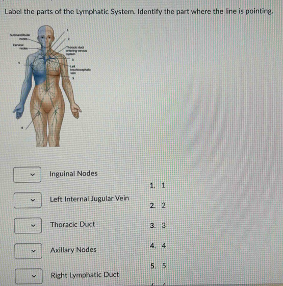 Solved: Label the parts of the Lymphatic System. Identify the part where the line is pointing ...