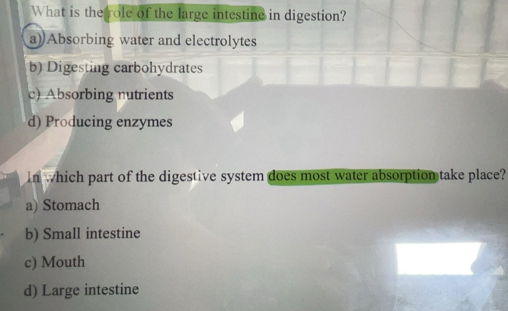 Selesai:What is the role of the large intestine in digestion? a ...