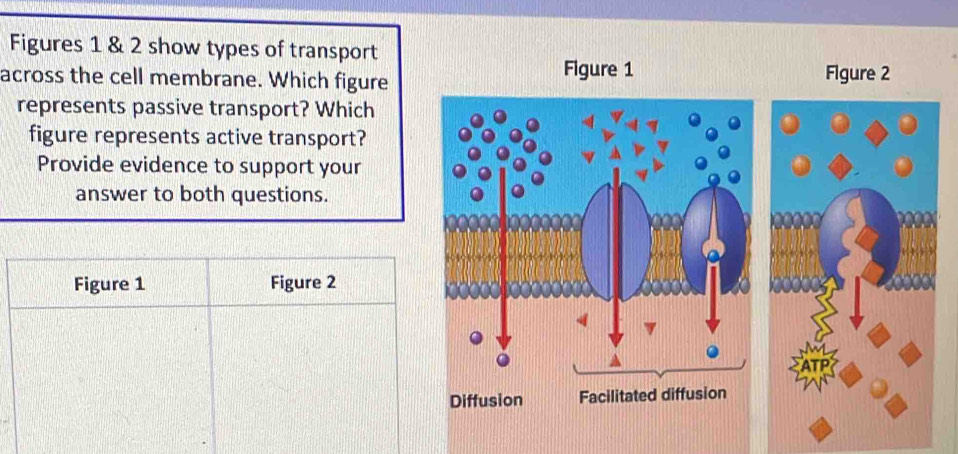 Solved: Figures 1 & 2 show types of transport Figure 1 across the cell ...