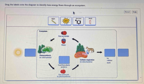 Solved: Drag the labels onto the diagram to identify how energy flows ...