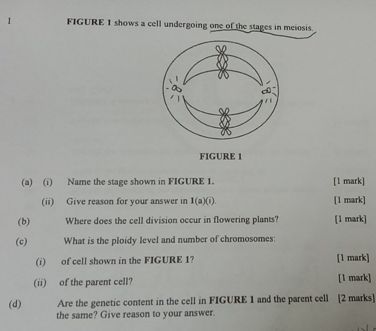 Selesai:FIGURE 1 shows a cell undergoing one of the stages in meiosis ...