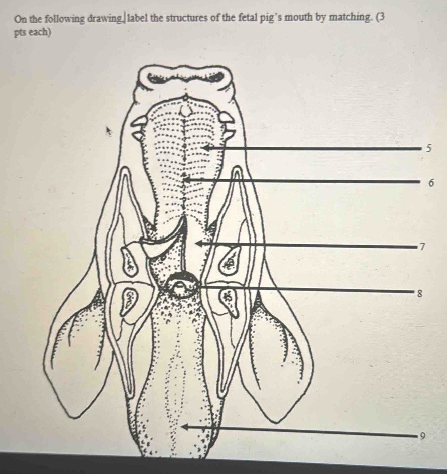 Solved: On the following drawing label the structures of the fetal pig ...