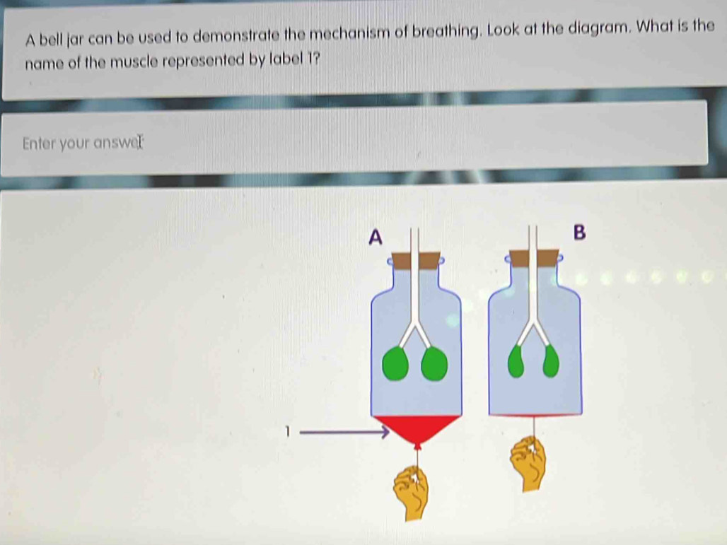 Solved: A bell jar can be used to demonstrate the mechanism of ...
