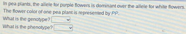 Solved: In pea plants, the allele for purple flowers is dominant over ...