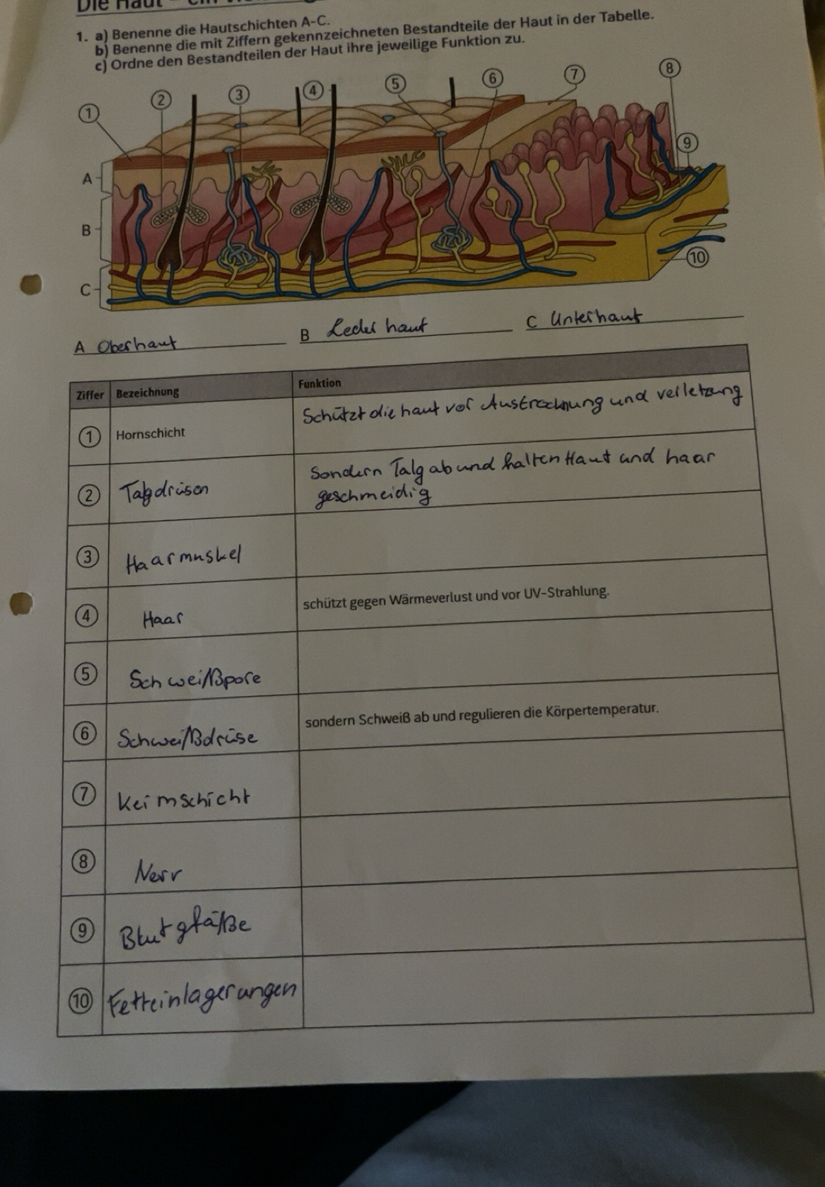 Gelöst:Die naut 1. a) Benenne die Hautschichten A- C. b) Benenne die ...