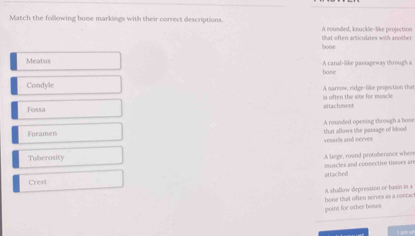 Solved: Match the following bone markings with their correct descriptions. A rounded, knuckle ...