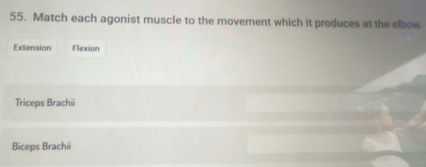 Résolu :Match each agonist muscle to the movement which it produces at ...