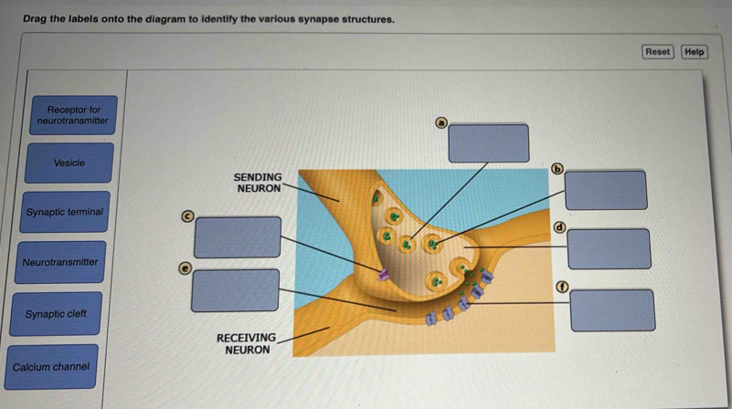 Solved: Drag the labels onto the diagram to identify the various synapse structures. Reset Help ...