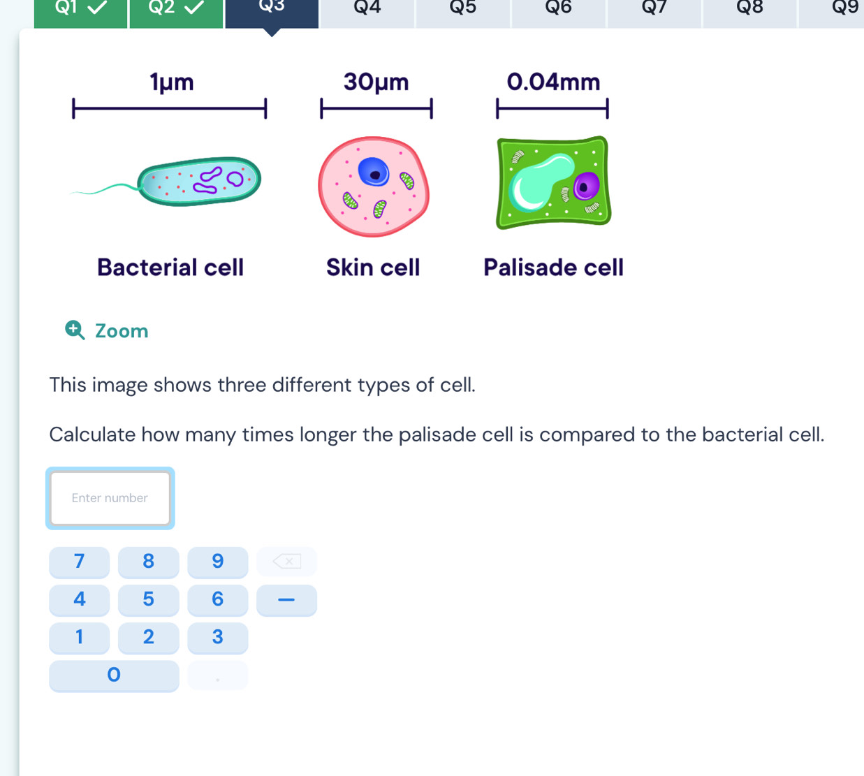 Solved: 1μm 30μm 0.04mm Bacterial cell Skin cell Palisade cell Zoom ...