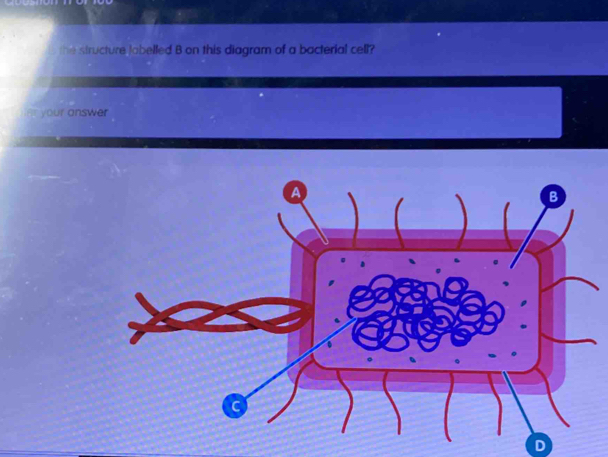 Solved: the structure labelled B on this diagram of a bacterial cell? your answer A B D [Biology]