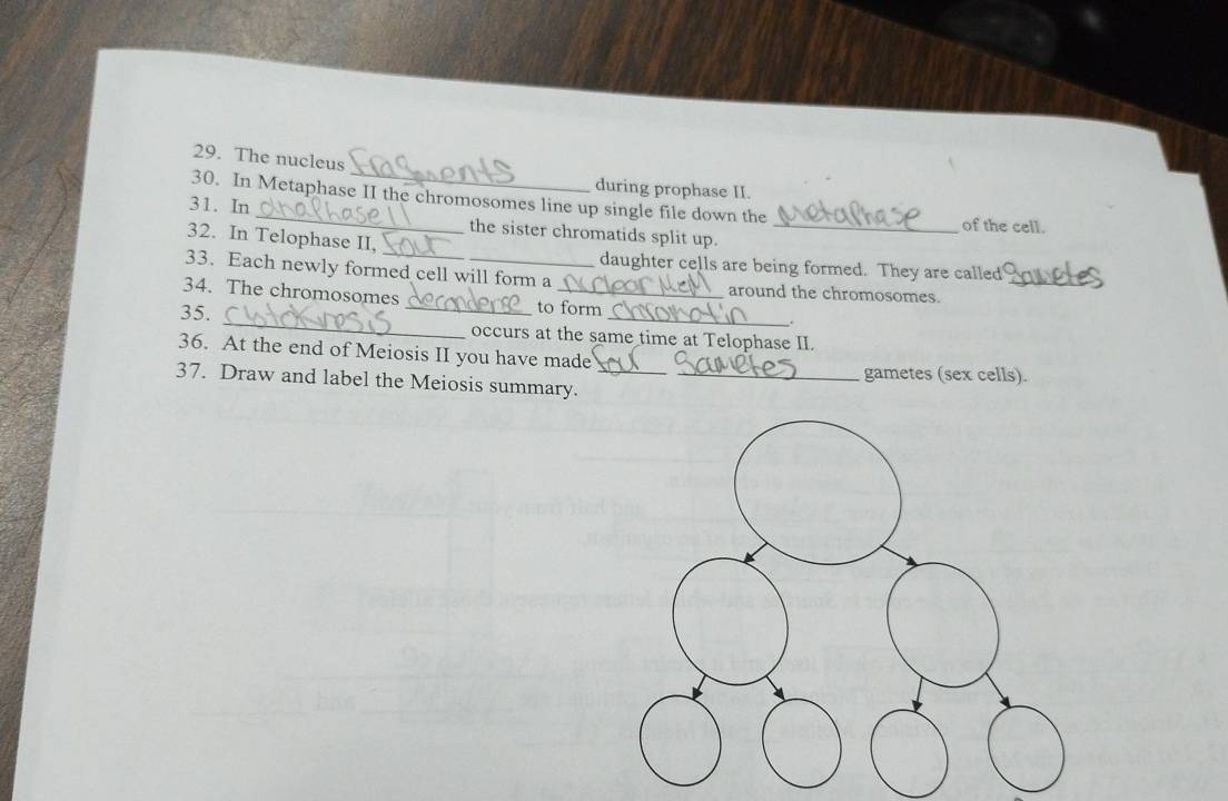 Solved: The nucleus during prophase II. 30. In Metaphase II the ...