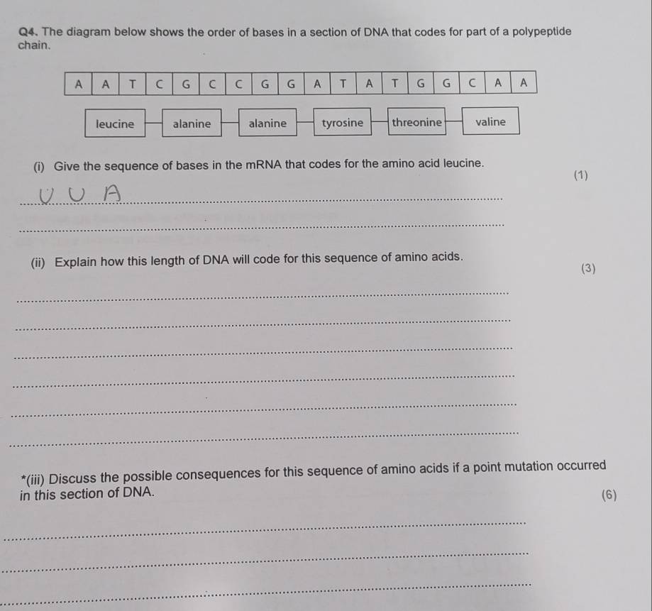 Solved: The diagram below shows the order of bases in a section of DNA that codes for part of a ...