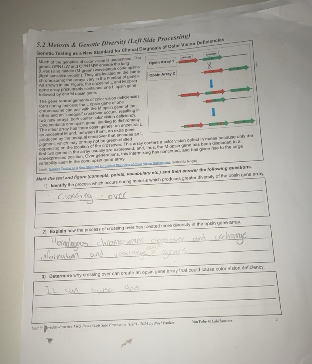 Resuelto:5.2 Meiosis & Genetic Diversity (Left Side Processing) Genetic ...