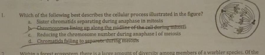 Solved: Which of the following best describes the cellular process ...