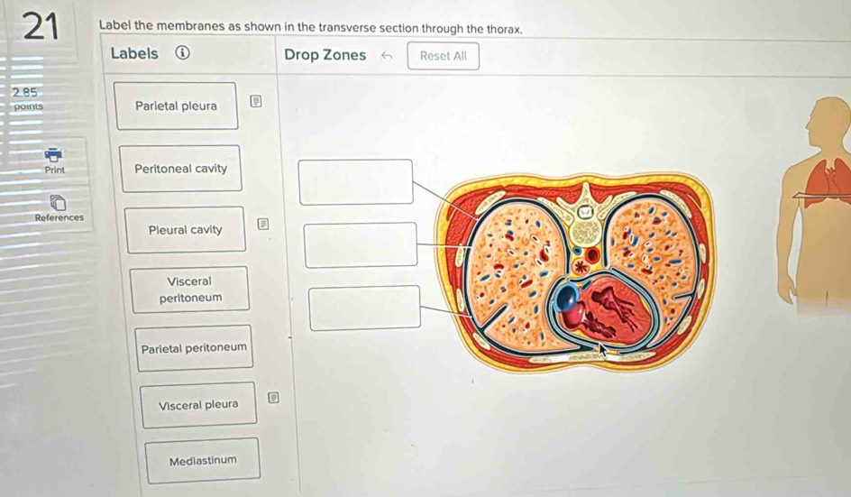 Solved: Label the membranes as shown in the transverse section through ...