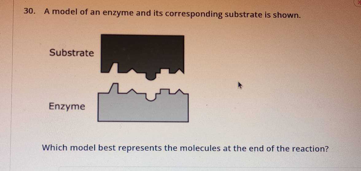 Solved: A model of an enzyme and its corresponding substrate is shown. Substrate Enzyme Which m ...