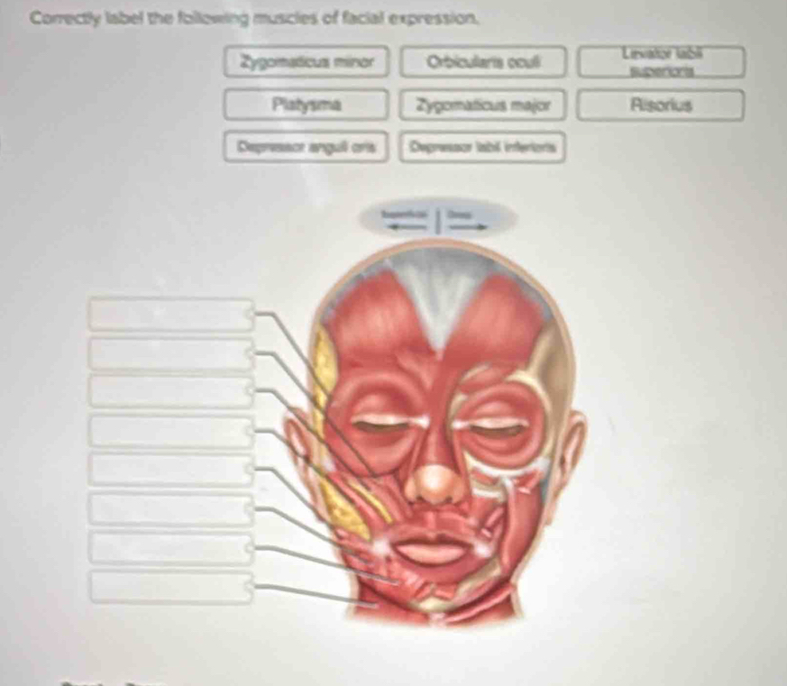 Solved: Correctly label the following muscles of facial expression ...