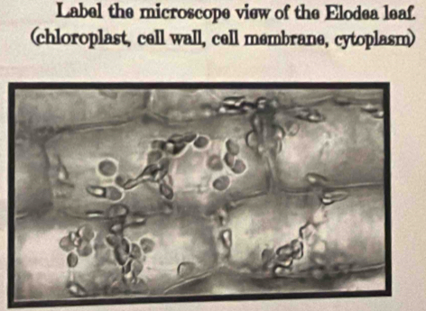 Solved: Label the microscope view of the Elodea leaf. (chloroplast ...